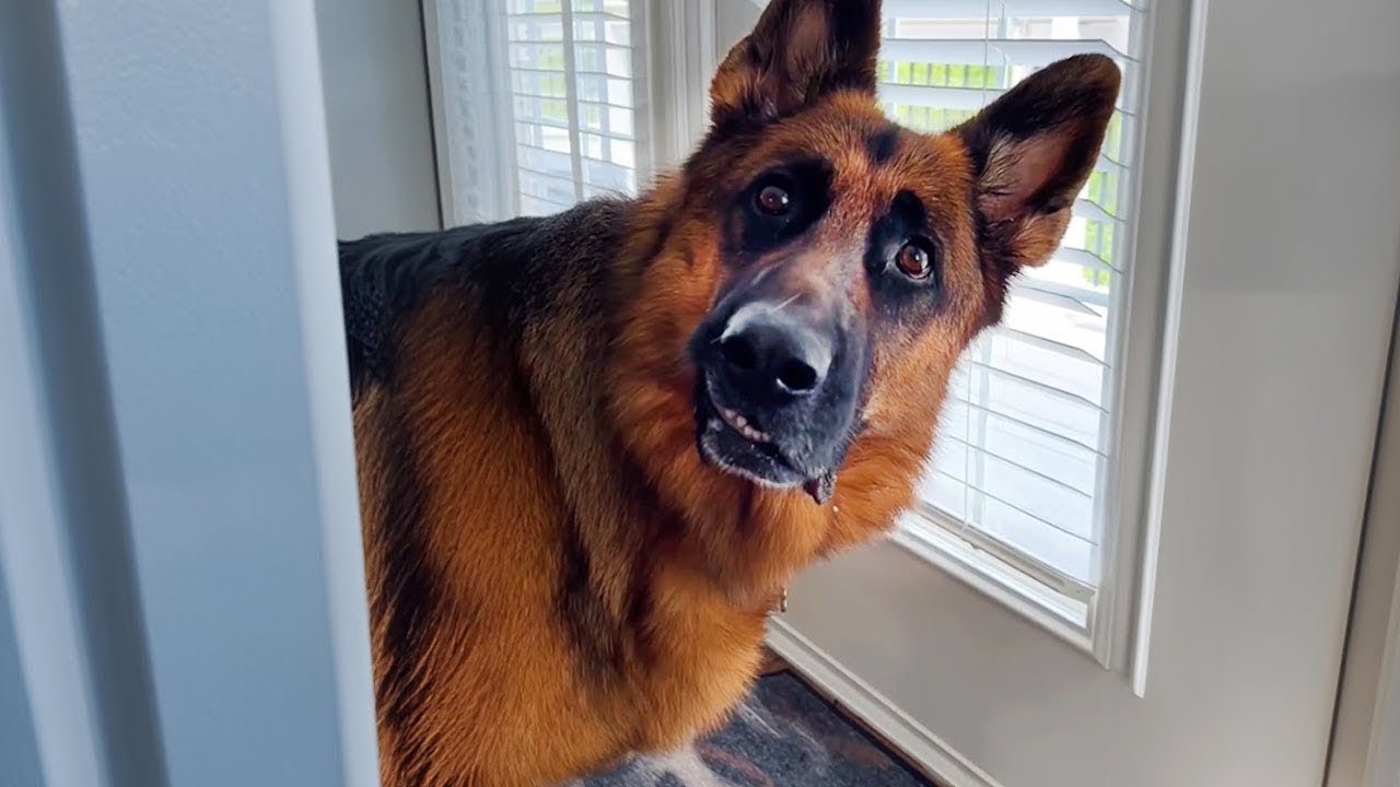 Funny German Shepherd Moments That Will Make You Laugh HARD 🤣 - YouTube