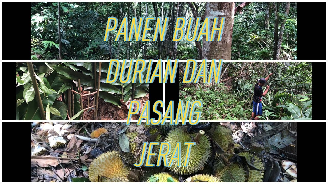 PANEN BUAH DURIAN DI KEBUN DAN MEMASANG JERAT HAIWAN DI HUTAN - YouTube