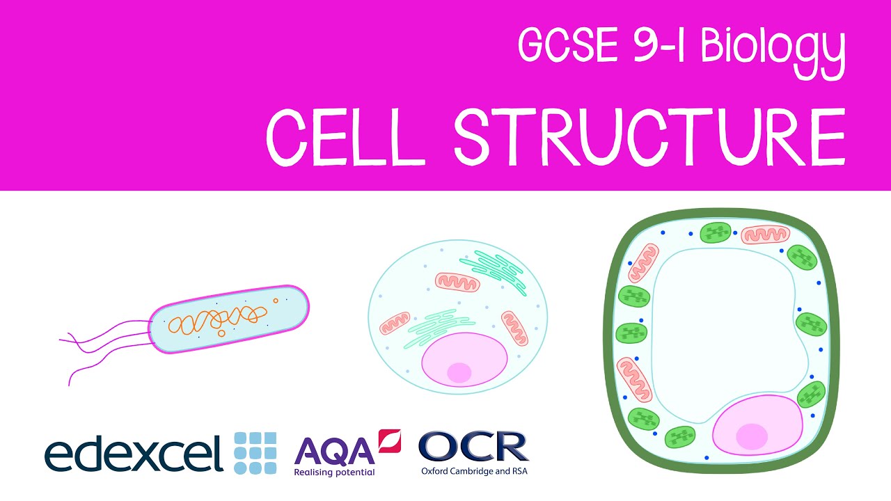 GCSE Biology: Cell Structure (prokaryotic, eukaryotic, and bacterial ...
