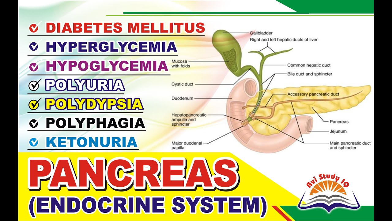 Endocrine System | Pancreas | NEET | NEET Biology | Vineet Bhandari ...