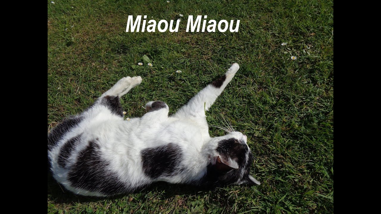 Clip officiel [Chanson] de Doudou le chat "Miaou Miaou" - YouTube