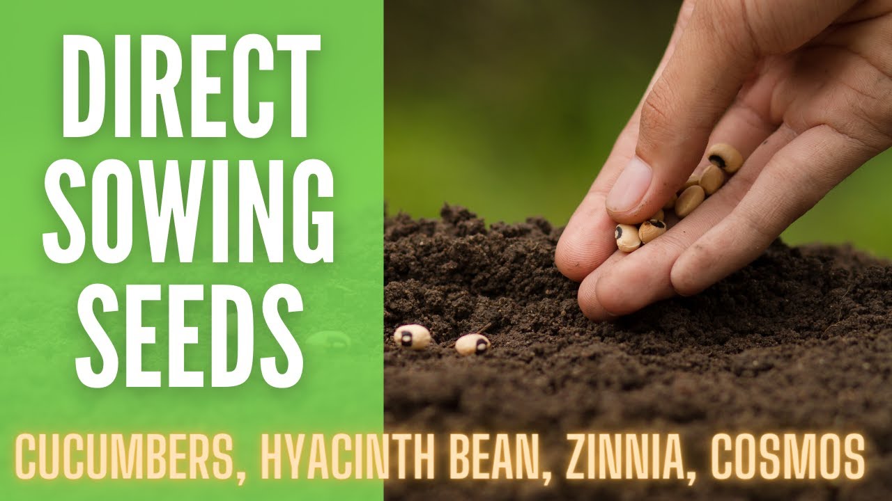 Direct Sowing Seeds 🌱🌱🌱 || How To Direct Sow Seeds || Cucumbers ...
