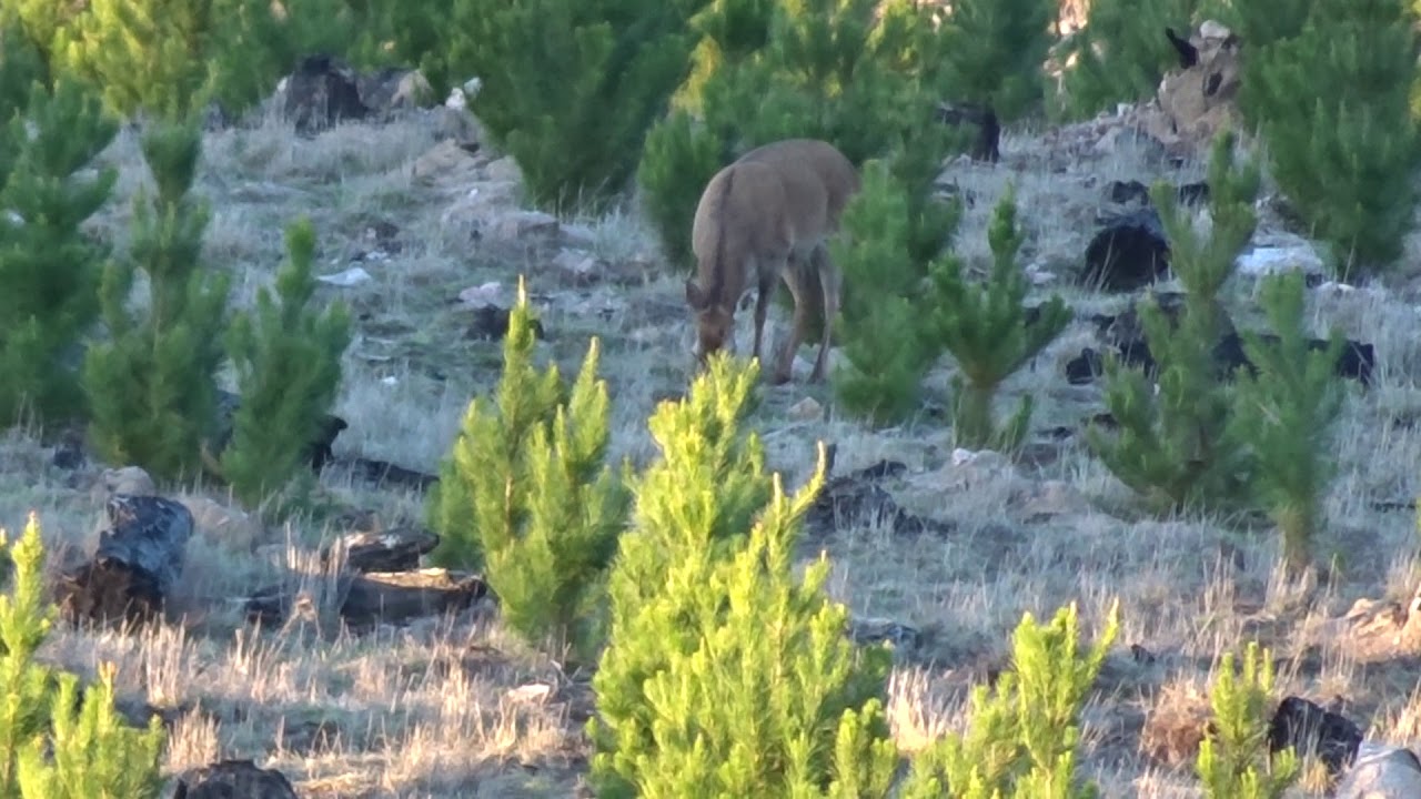 270yrd Red Hind shot placement - YouTube
