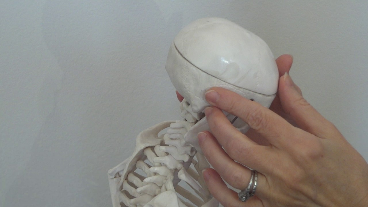 Pediatrics Palpation skull skeletal model - YouTube