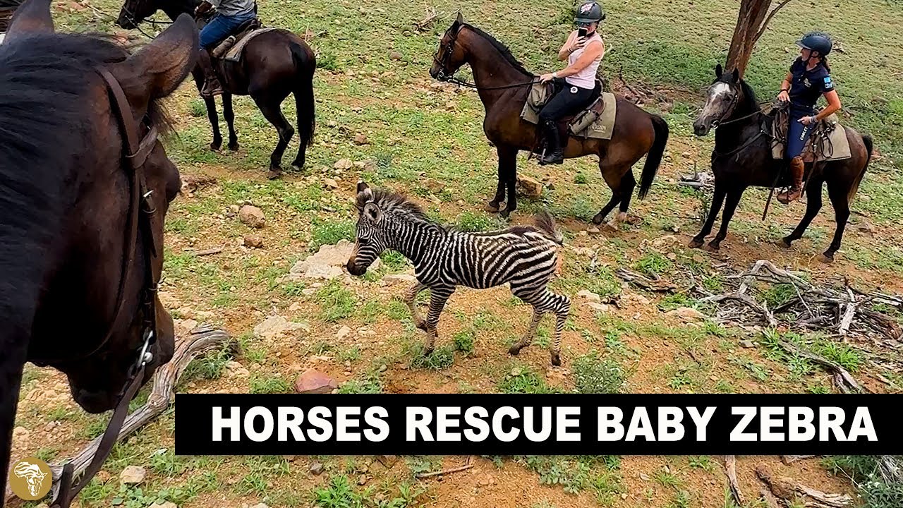 Zebra Training Natural Horse World