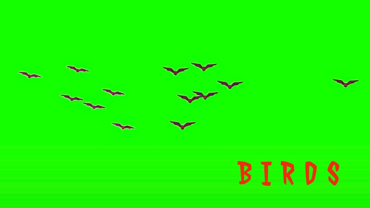 Birds Green Screen Effects - YouTube