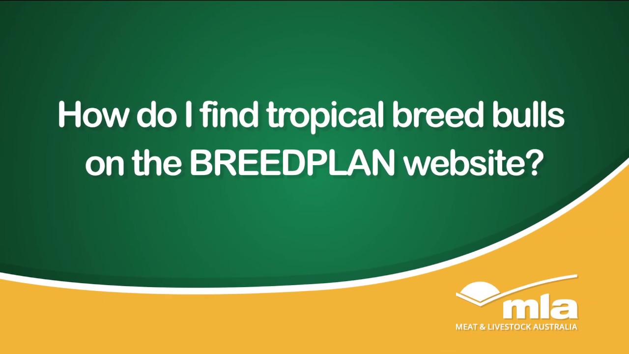 How do I find tropical breed bulls on the BREEDPLAN website? - YouTube