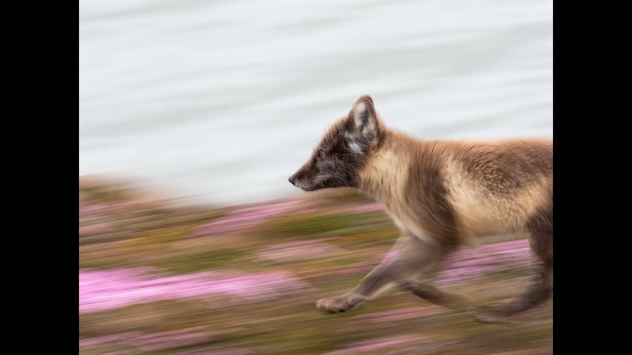 Testing the fantastic Pro Capture function in Olympus - Pagophilia ...