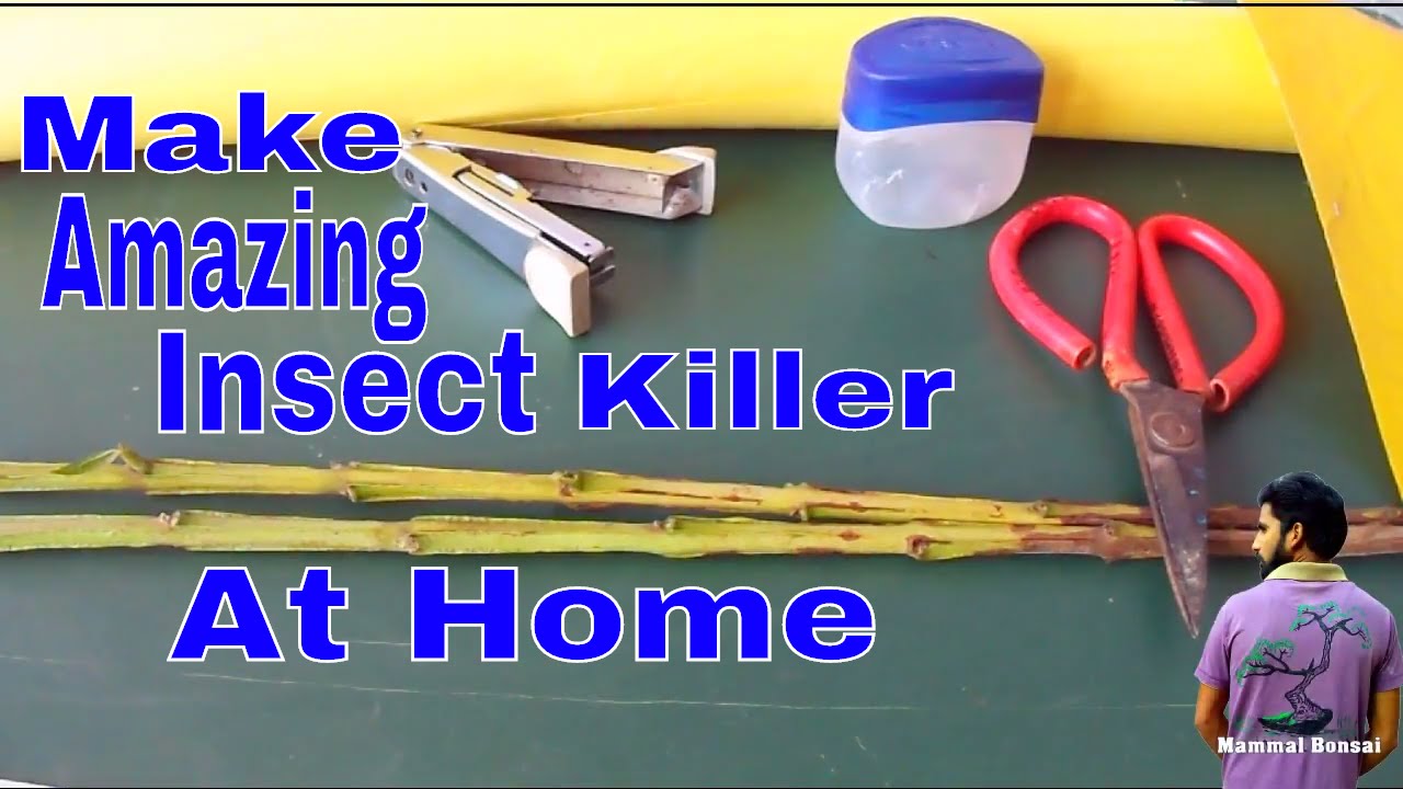 कीटनाशक के बिना पाए कीटो से छुटकारा /How to Make Insect Trap at Home ...