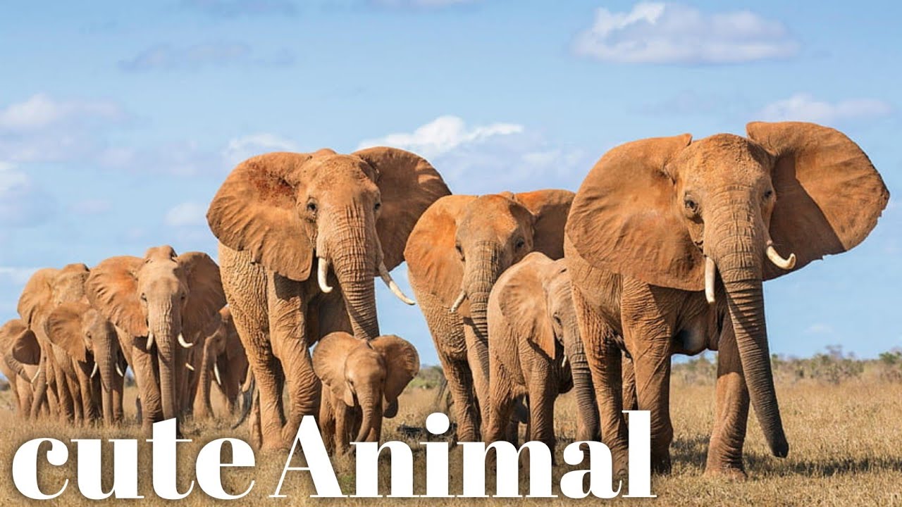 cute animal videos|cute animals funny videos|cute animal moments ...