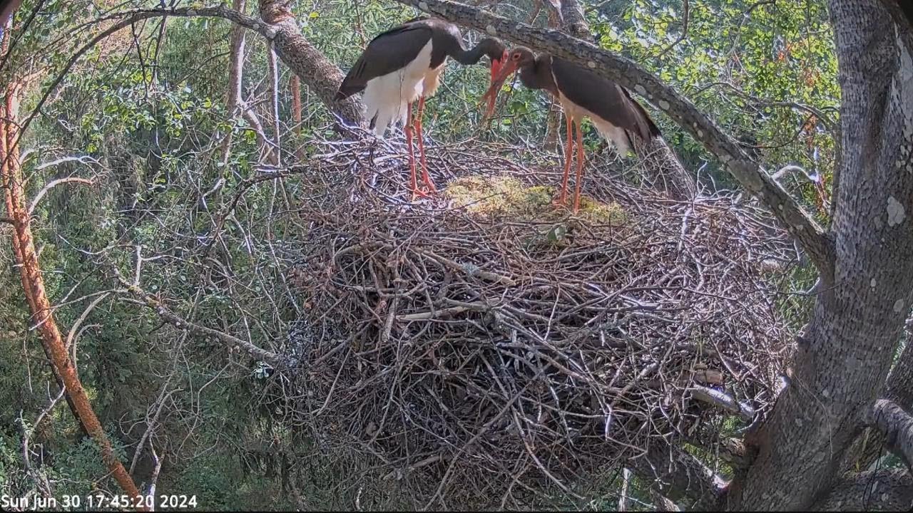 Kergu und sein Weibchen - 30.06.2024 - YouTube