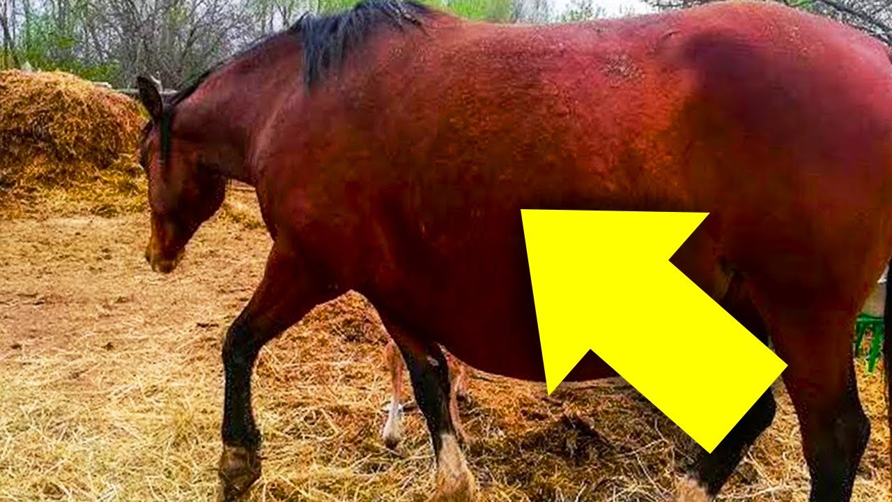 Horses Giving Birth To Triplets Horse Anatomy, Adaptations, Gait