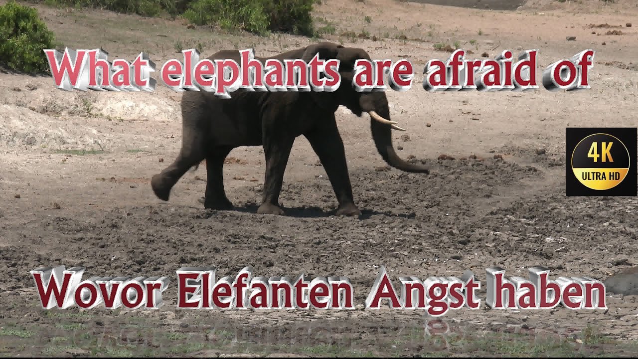 The Fear of an Elephant, Die Angst eines Elefanten, 4k, #elephant - YouTube