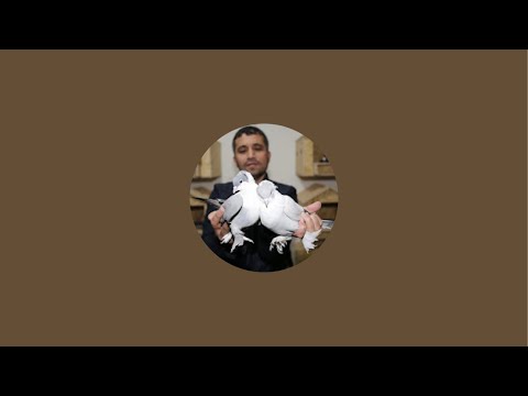 MEHMET BATMAZ kanalı canlı yayında