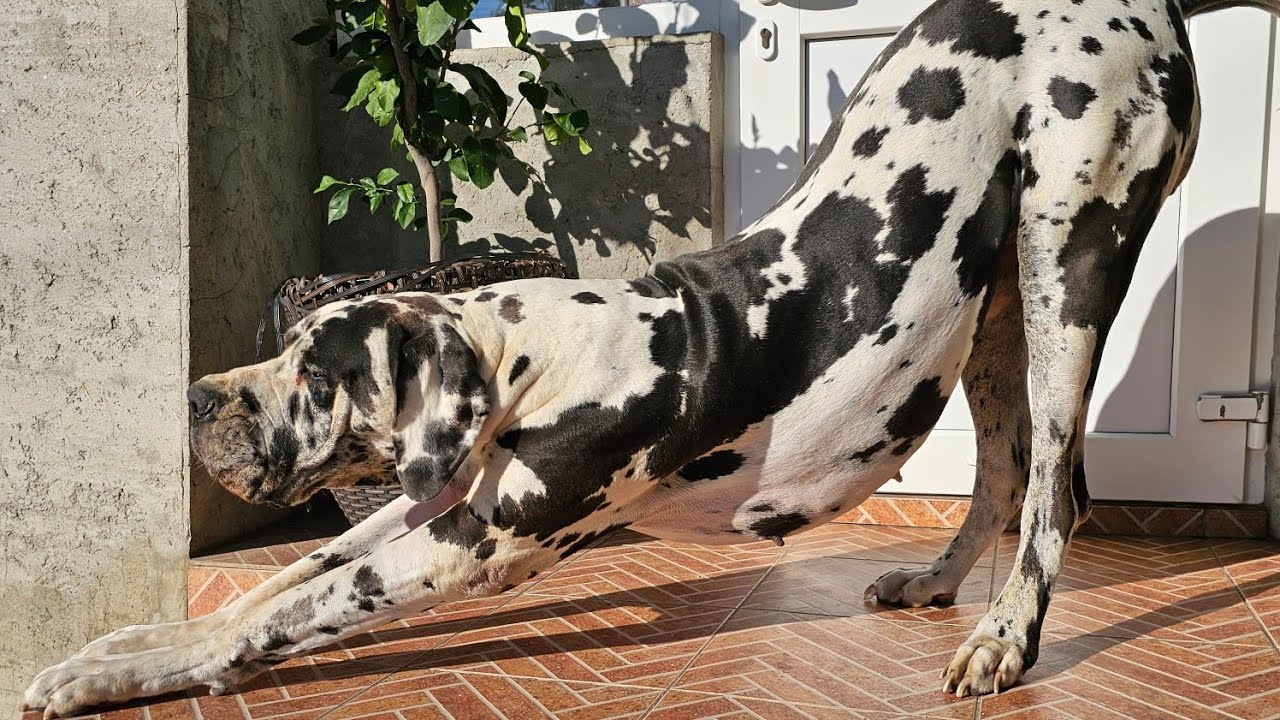 Great Dane Youtube 3342