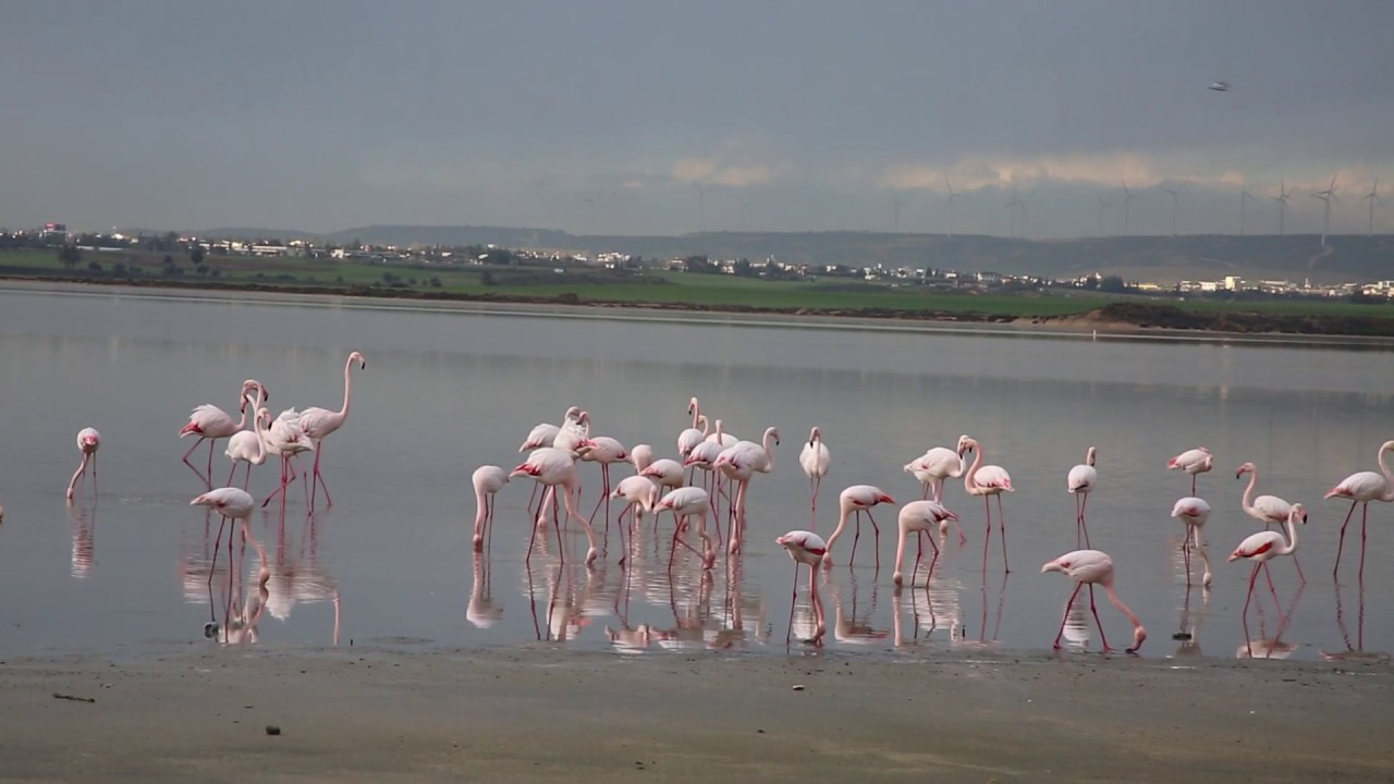 Φλαμίνγκος στην Αλική Λάρνακας /Flamingos at Salt Lake Larnaca - YouTube