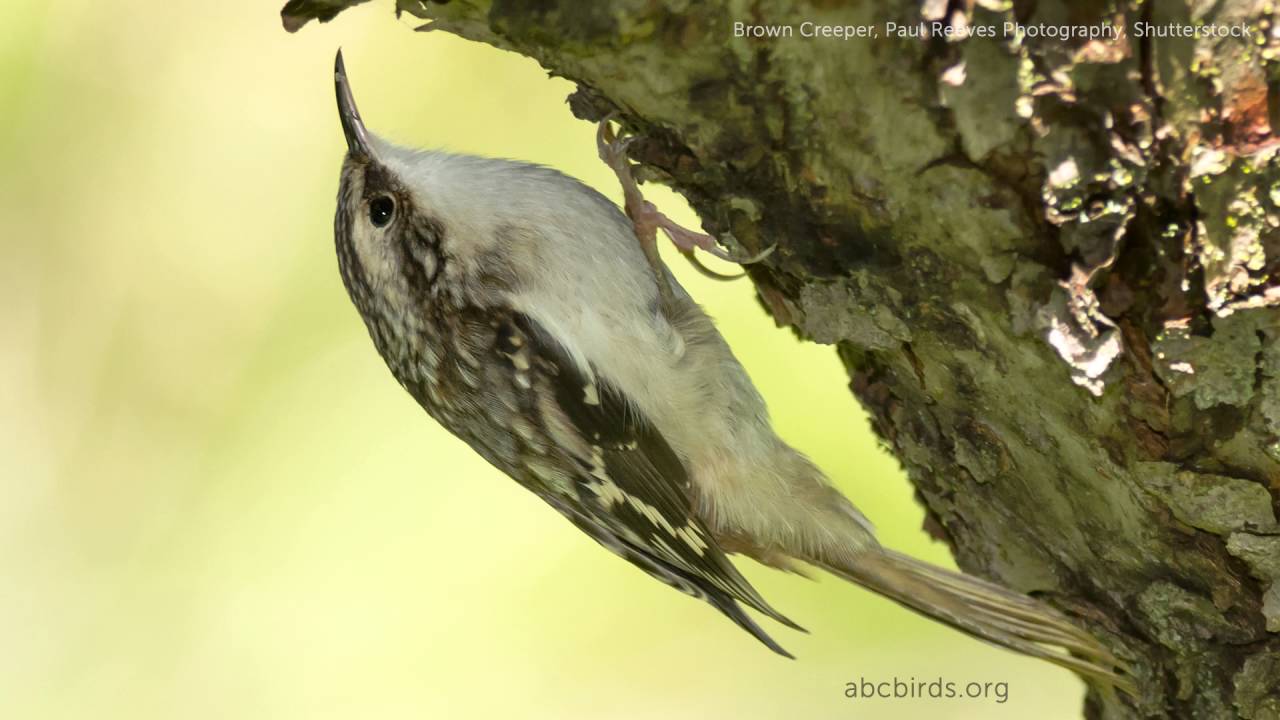 Brown Creeper Song - YouTube
