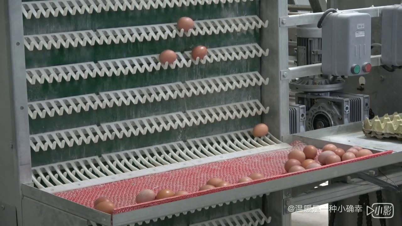 Automatic egg collection machine working process from POUL TECH Sunny ...