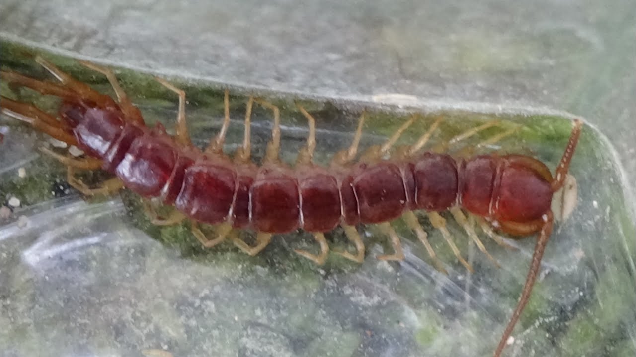 Ciempiés rojo (Lithobius forficatus). Cuidado ¡Peligro! GONZALO. - YouTube