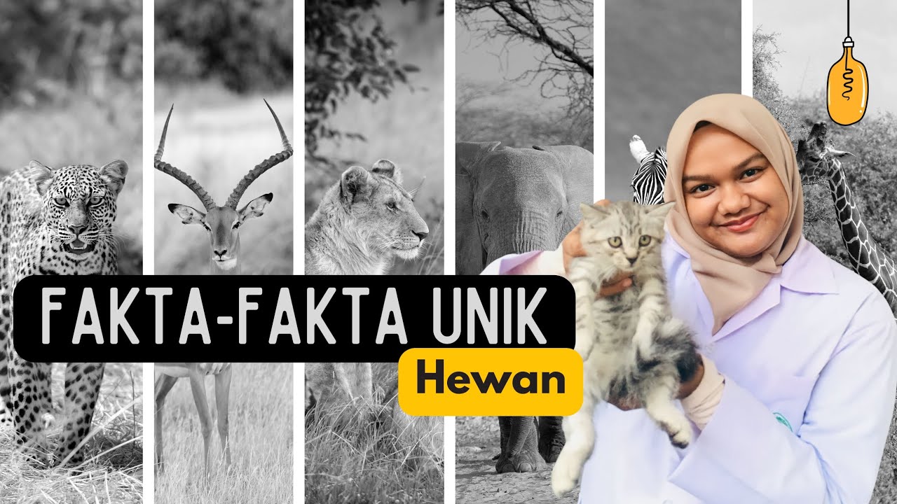 Fakta Unik Hewan || Animal Unique Facts🦥🦦🐦🐛🐌 - YouTube