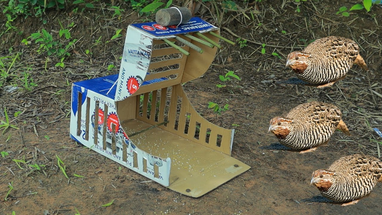 Create Quick Technique Bird Trap Method - DIY Cardboard Quail Trap ...