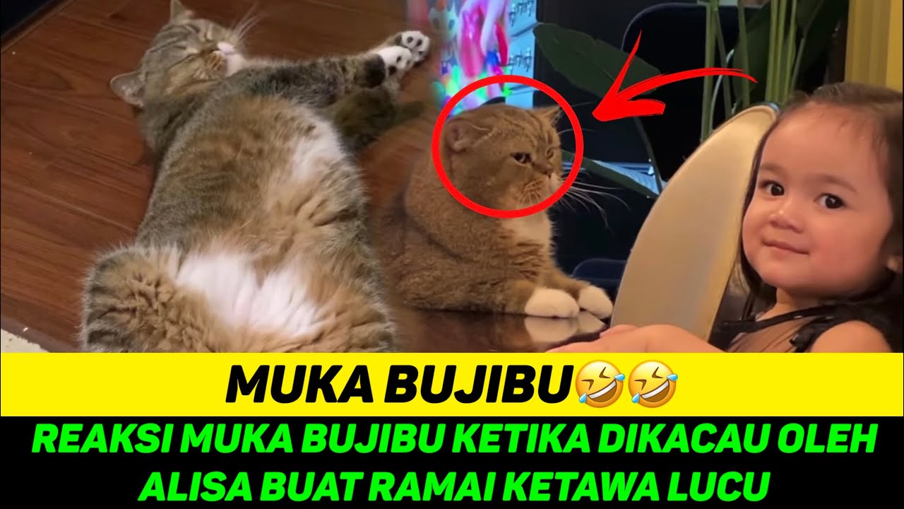 REAKSI MUKA BUJIBU KETIKA DIKACAU OLEH ALISA BUAT RAMAI KETAWA LUCU ...
