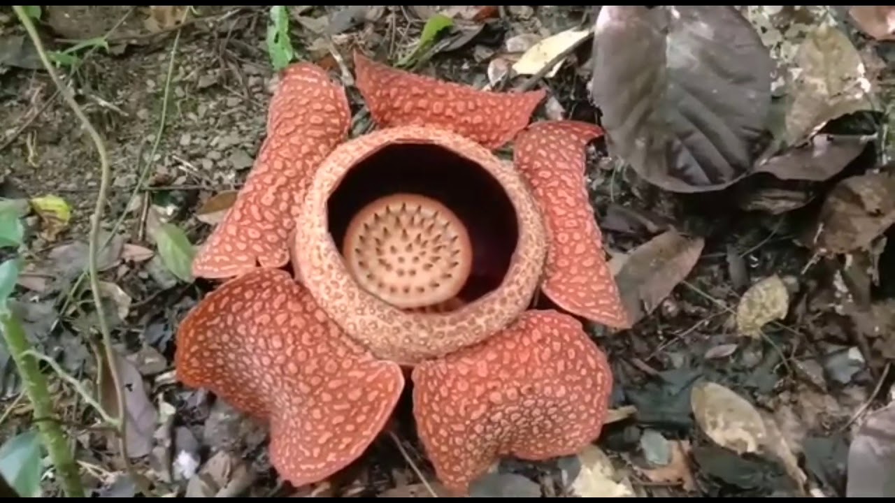 ilovesabah: Bunga refflesia di Ranau Sabah - YouTube