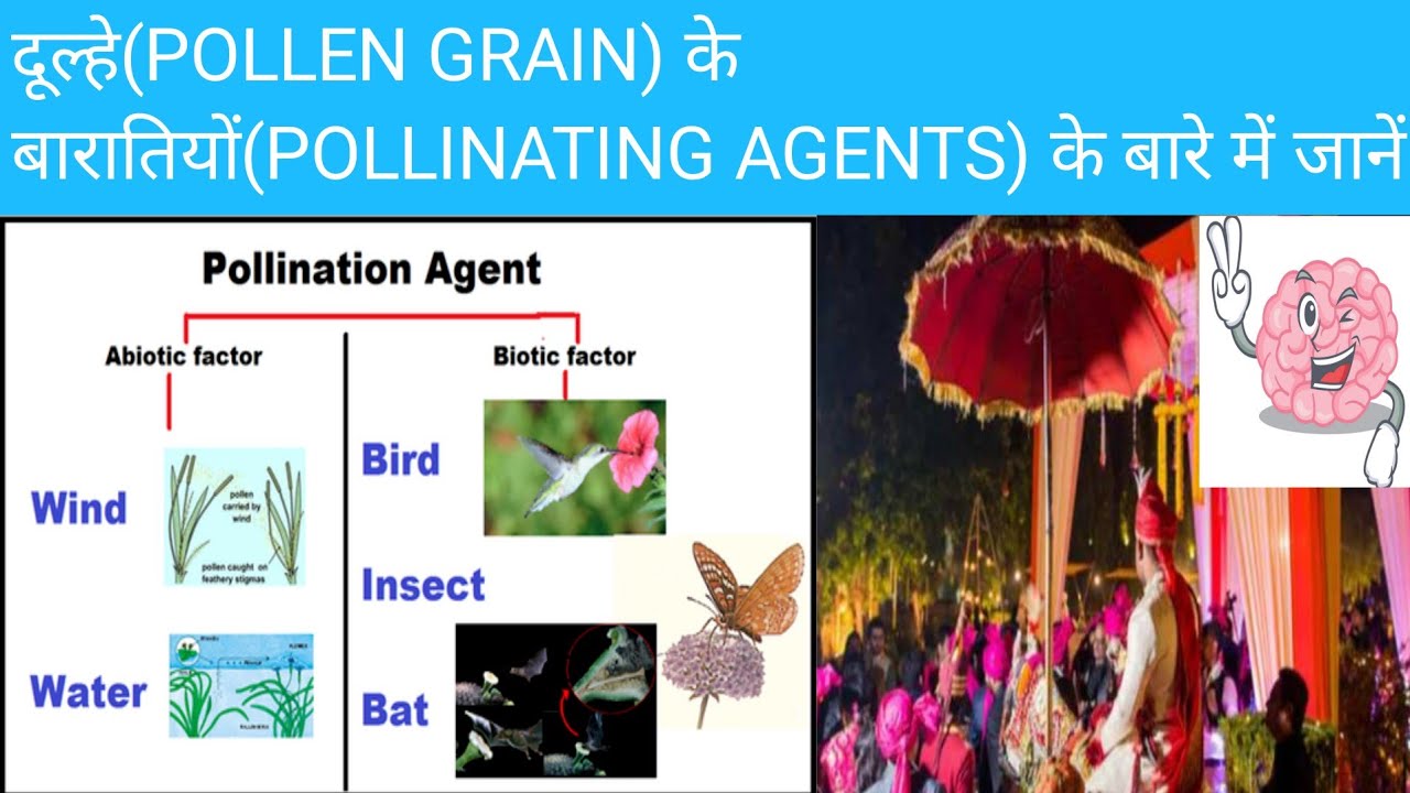 4. pollination paragan types and agents - YouTube