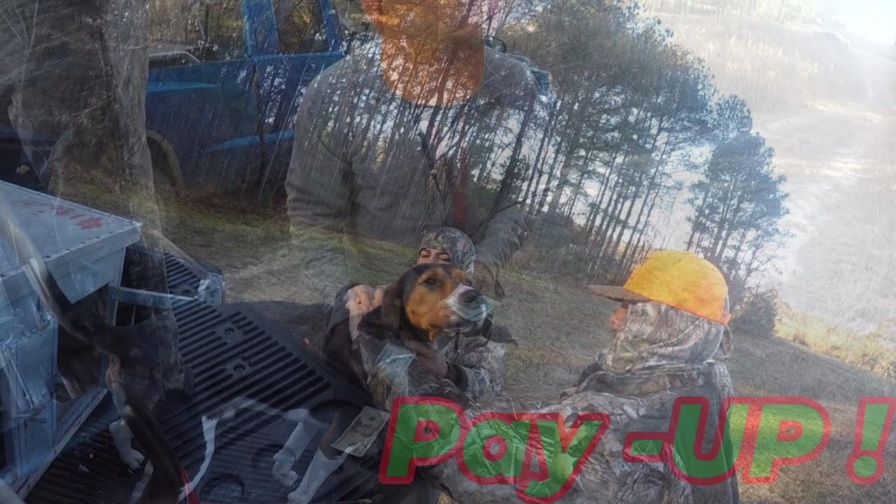 Shoot !!! Shoot !!!!! Deer hunting with dogs. Who gets the buck Pot ...