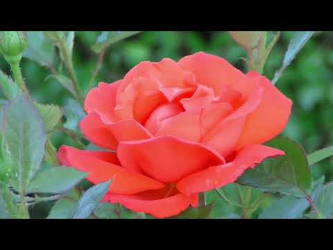 Red flower whatsapp status song ~Flowers Red Rose Blooming #rose #love