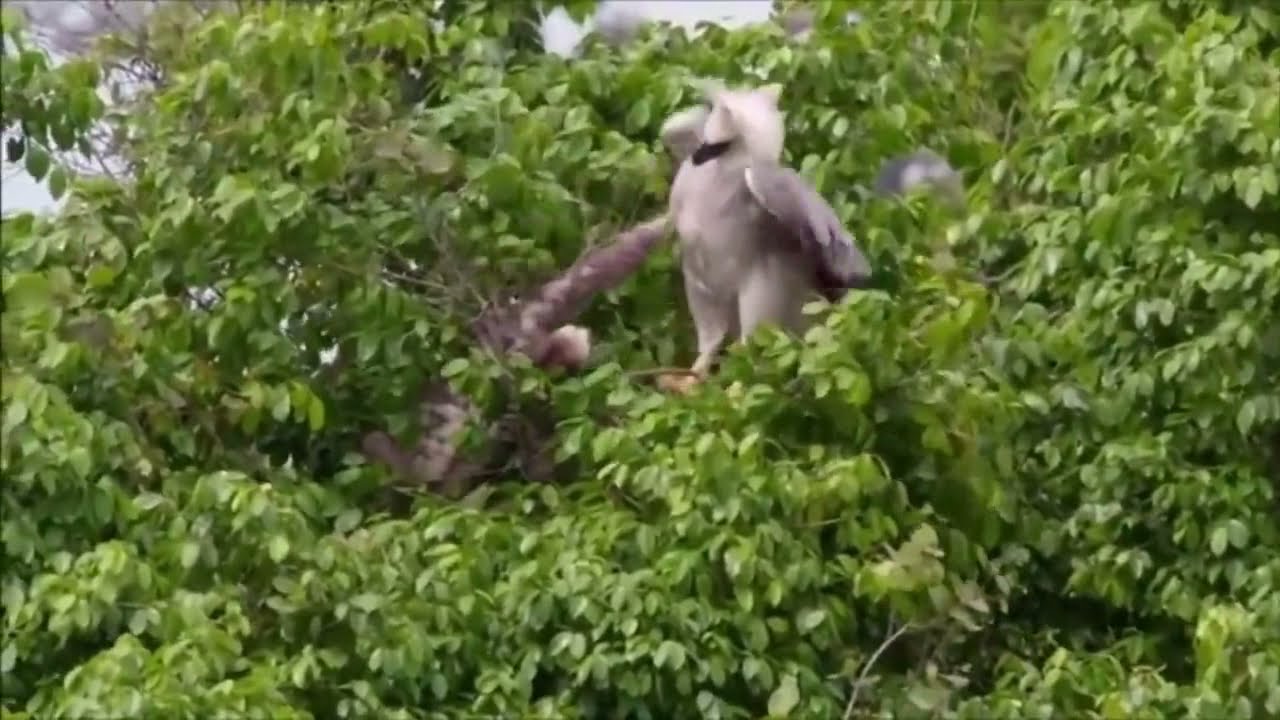 Sloth vs Eagle Fight - YouTube