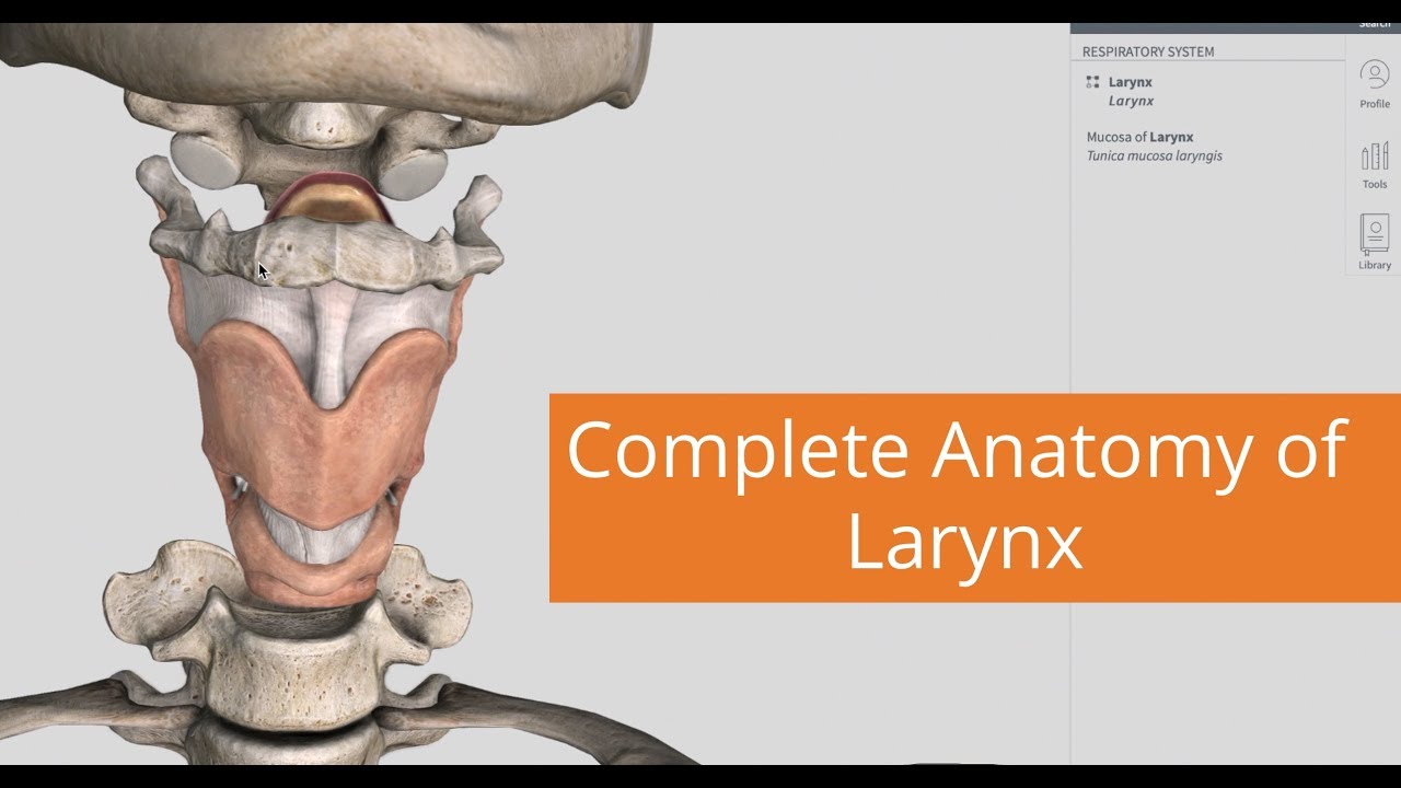 Complete Larynx Anatomy - YouTube