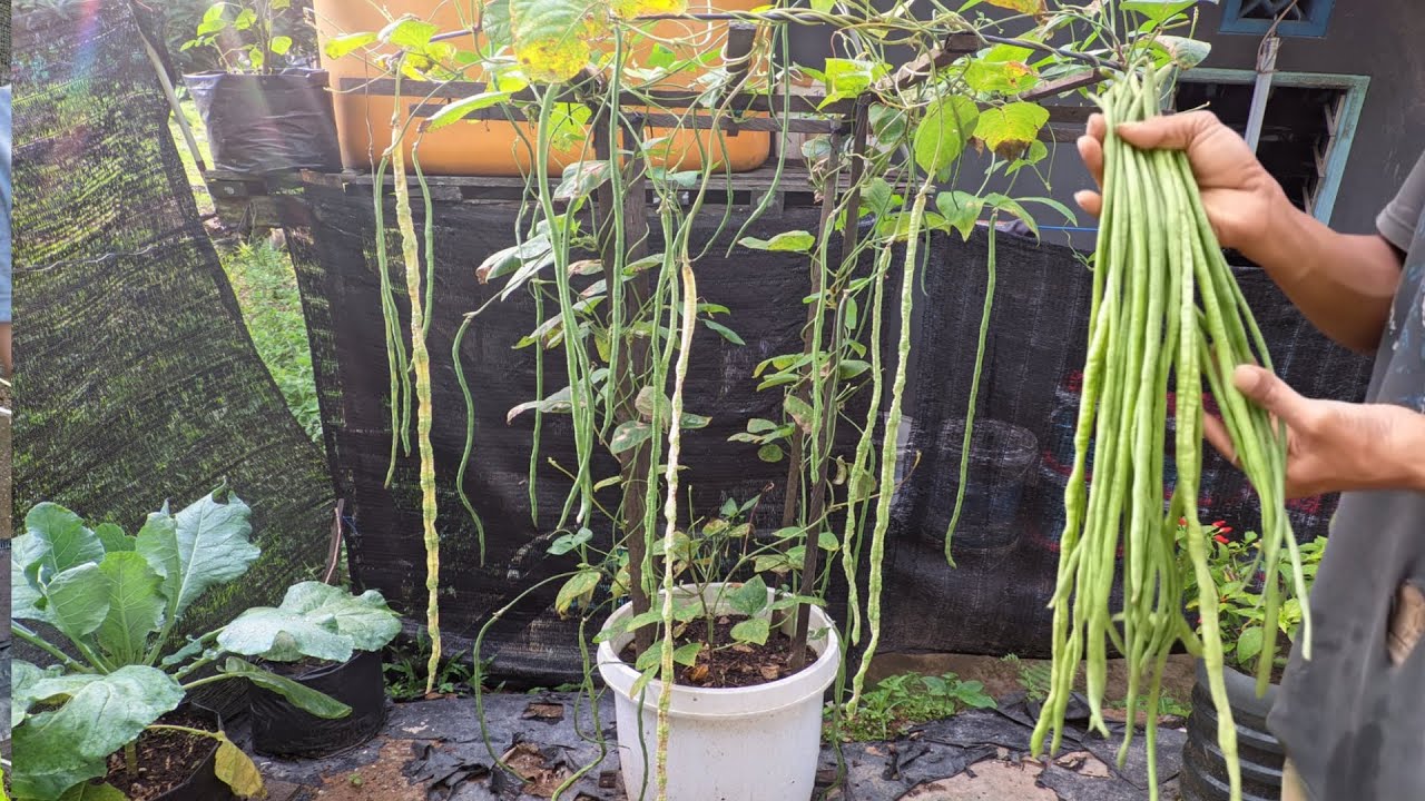 Menanam Kacang Panjang di Pot dengan cara potong pucuk - YouTube