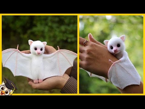 Die 20 freundlichsten Tiere der Welt