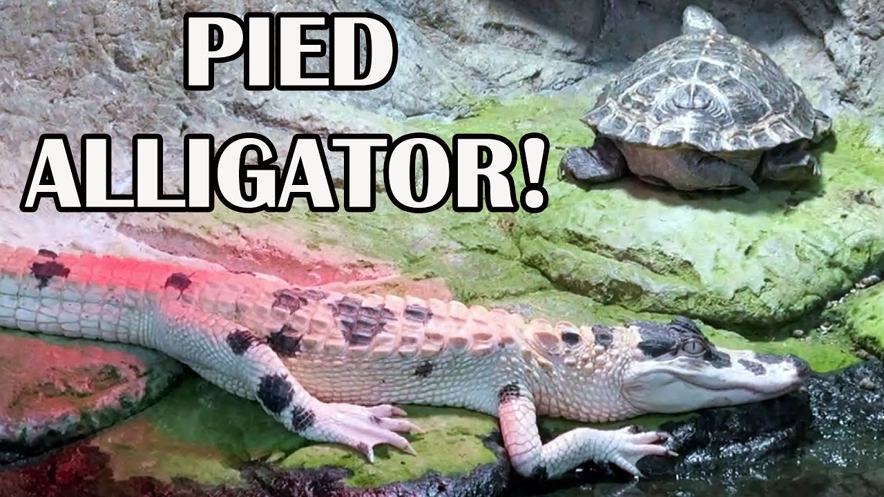 PREHISTORIC PETS-REPTILE ZOO TOUR - YouTube