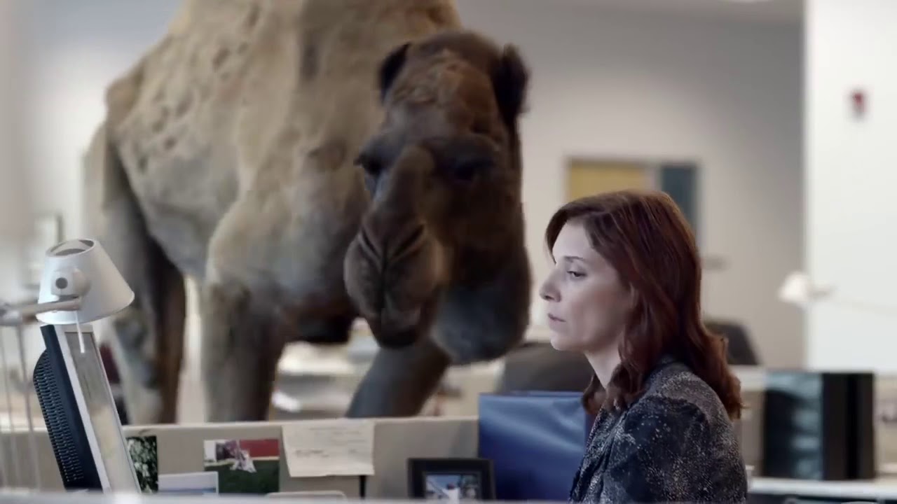 Geico Commercial: Camel Asks Everyone in the Office What Day it is For ...