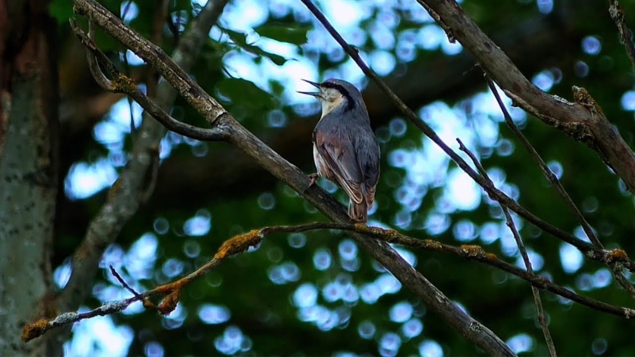 Birds Chirping | Morning Nature Sounds 🌞 - YouTube
