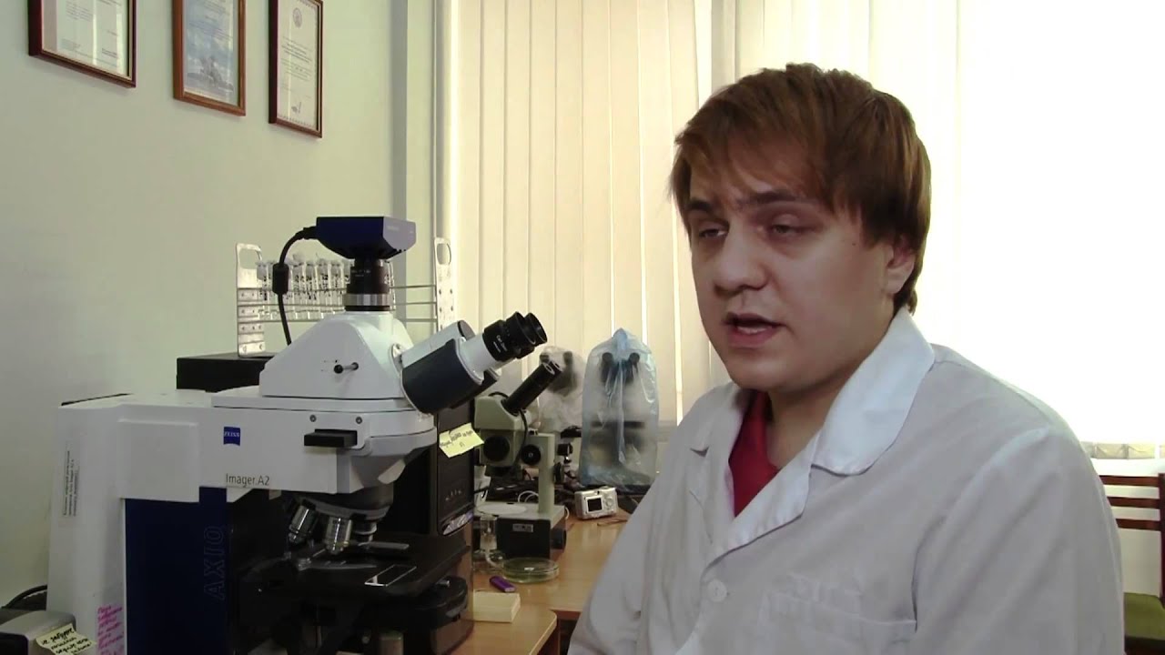 Влияние тяжелых металлов на микроскопические водоросли рода Vischeria ...