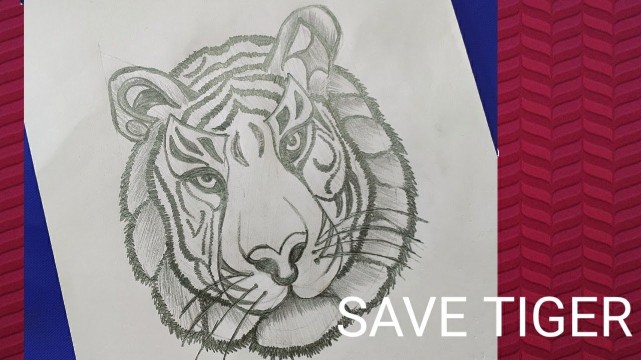 A Face Of A Royal Bengal Tiger (easy sketch step- by- step) - YouTube