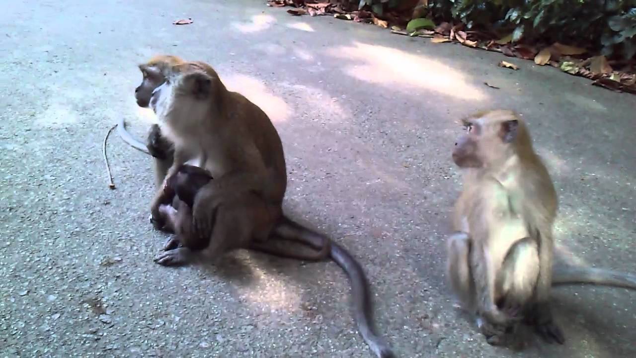 Bukit Timah Reserve Monkey - YouTube