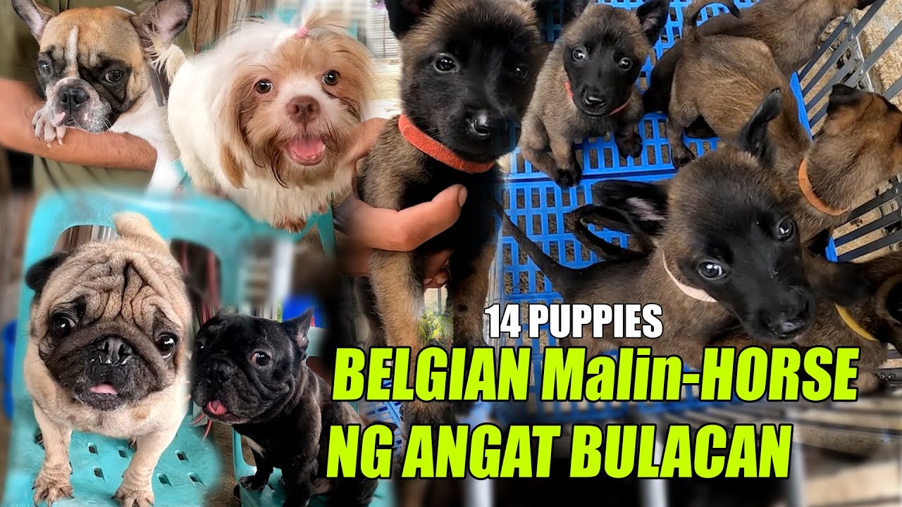 QUALITY BELGIAN | K9 | GUARD DOG | SHITZU, PUG, FRENCH BULLDOG - YouTube