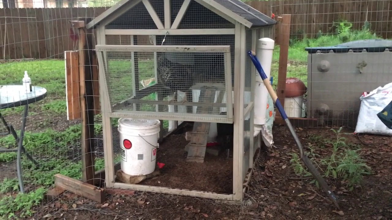 Stop Bullying with Backyard Chickens - YouTube