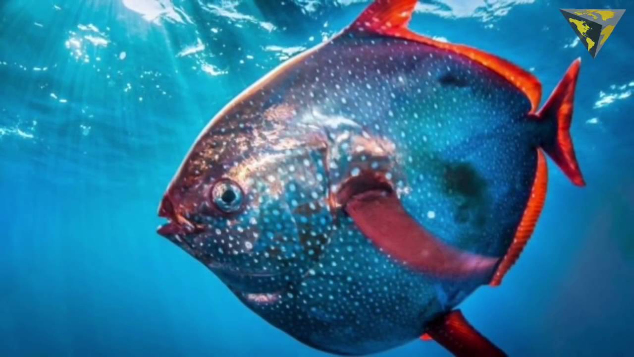 The Opah Researchers discover world's first warm blooded fish,Moonfish - YouTube