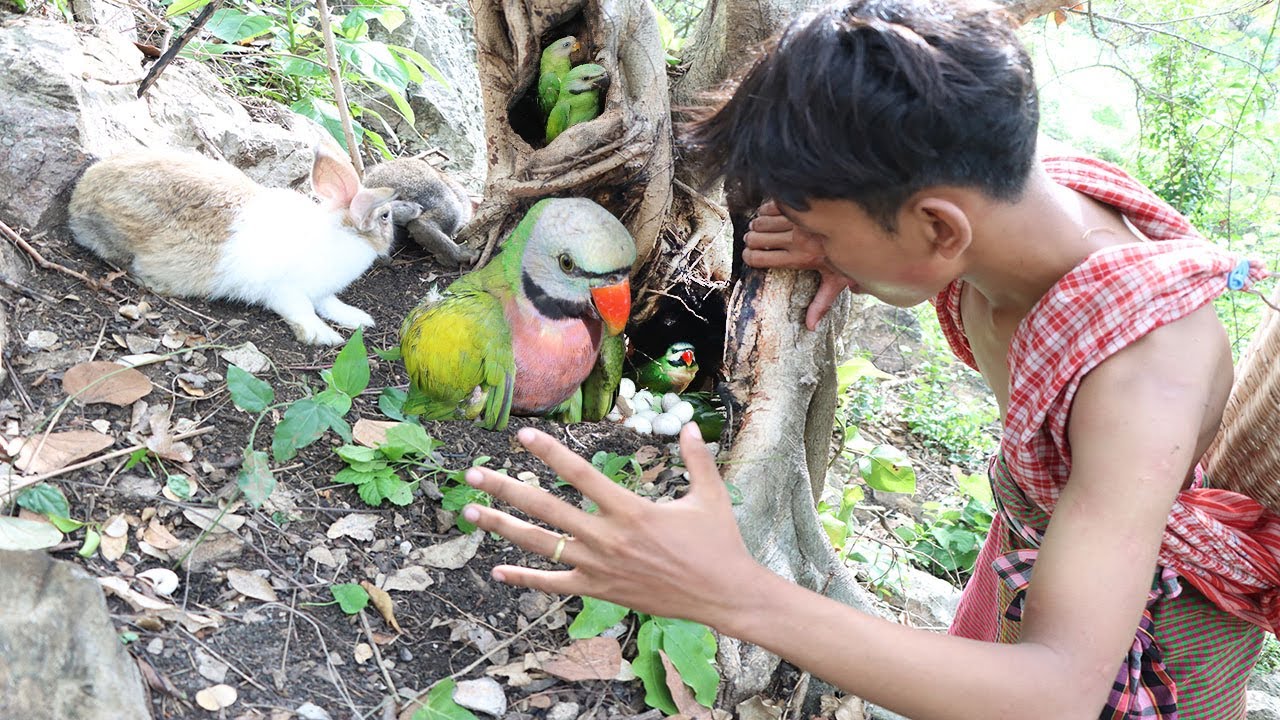 Parrots protect eggs from rabbits - YouTube