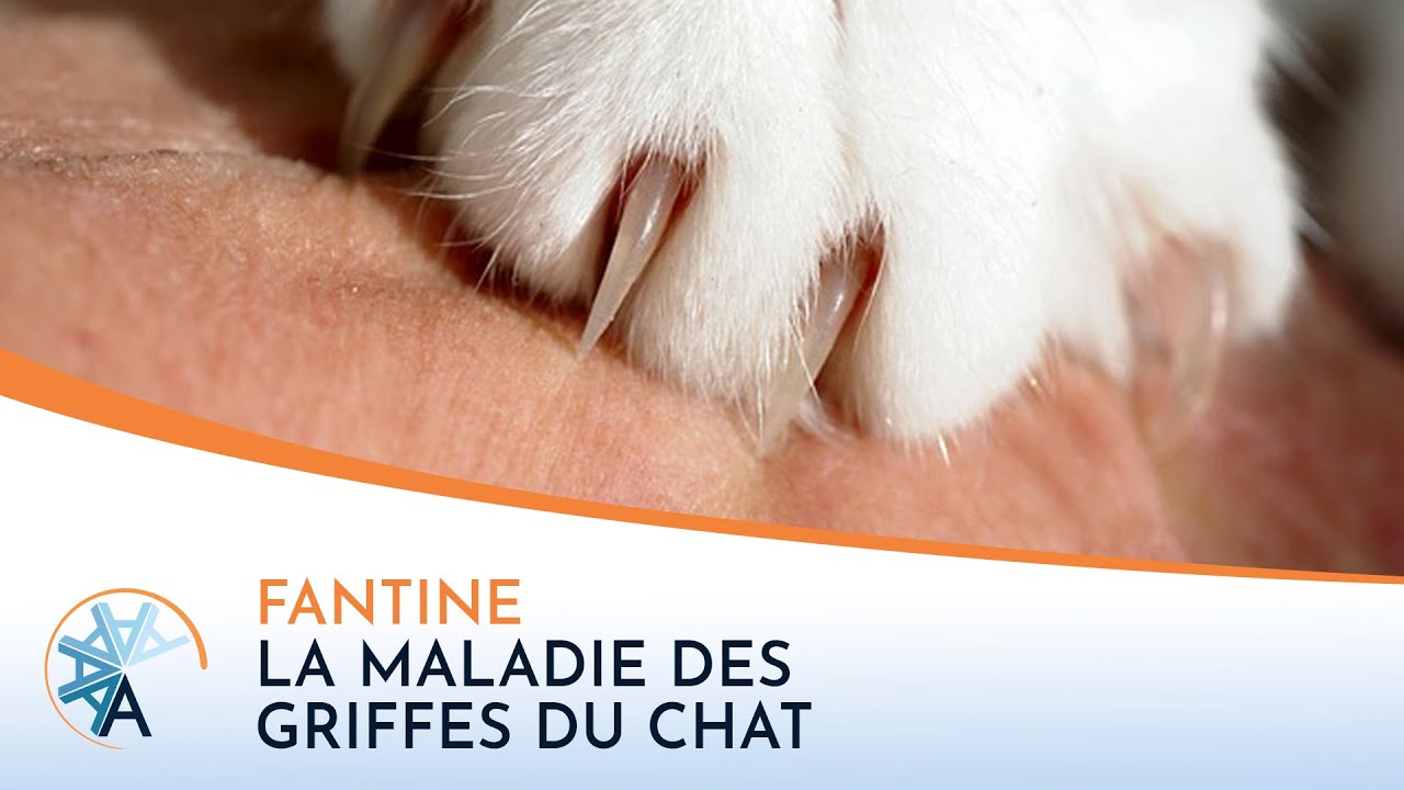 😺#01 - La maladie des griffes du chat - Fantine - YouTube