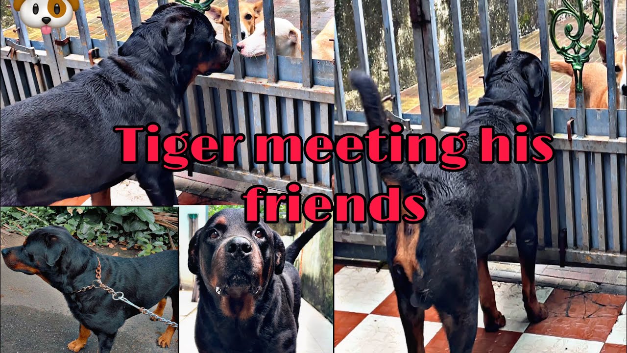 Tiger meeting his friends 🐶/Tiger the Rottweiler 🐶 - YouTube