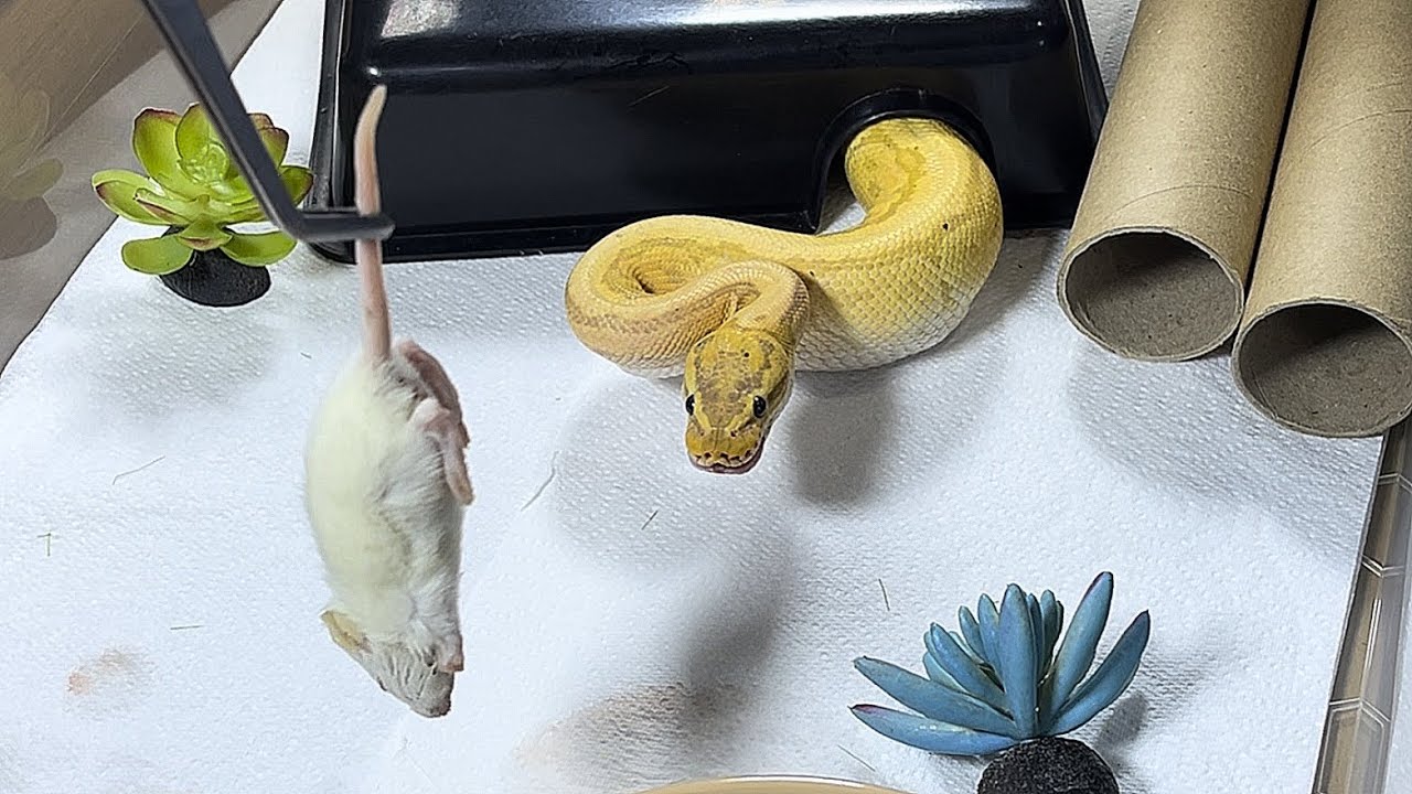Banana Pinstripe Royal / Ball Python | #highlights 🎬 (02.09.24) - YouTube