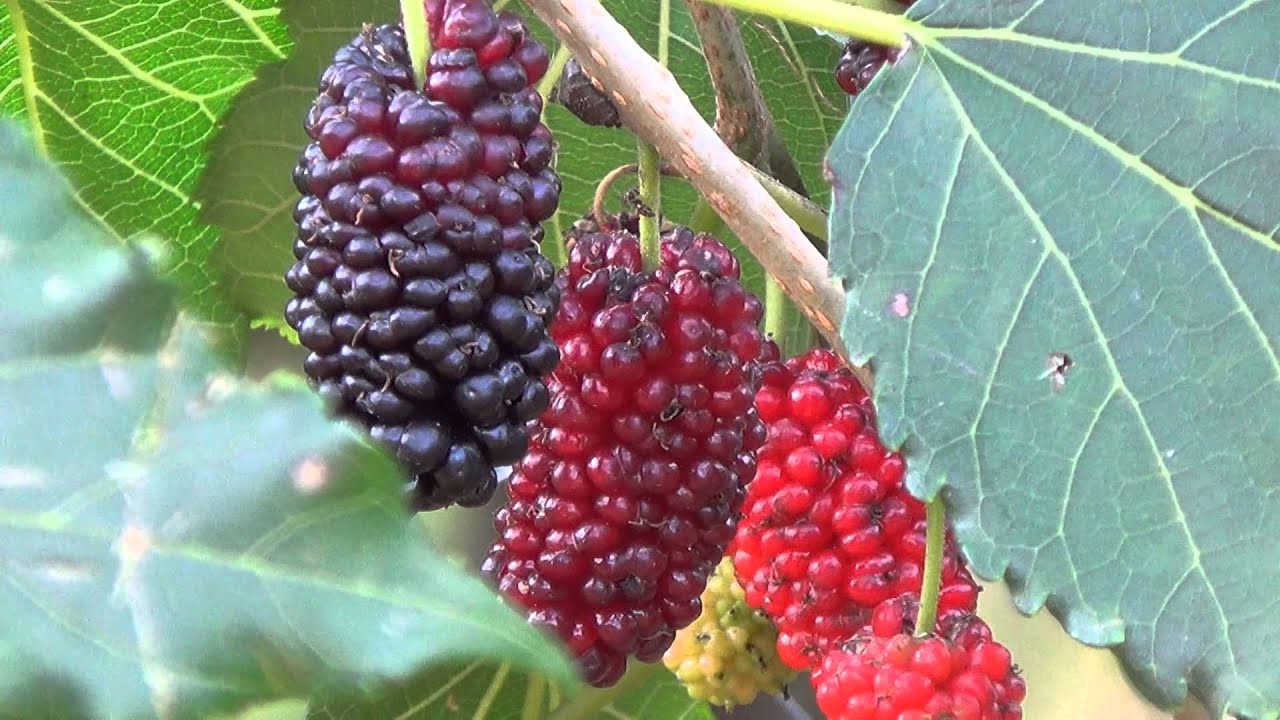 AMORA PRETA, AMOREIRA (MORUS NIGRA), BLACK MULBERRY, Mudas veja o passo ...