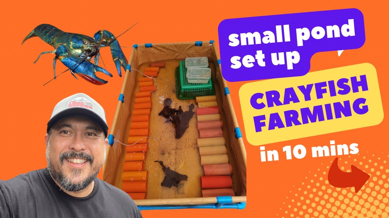 SMALL POND FOR CRAYFISH BEGINNERS BREEDER POND! - YouTube