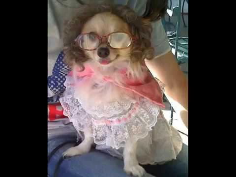 Komik Köpek Videosu